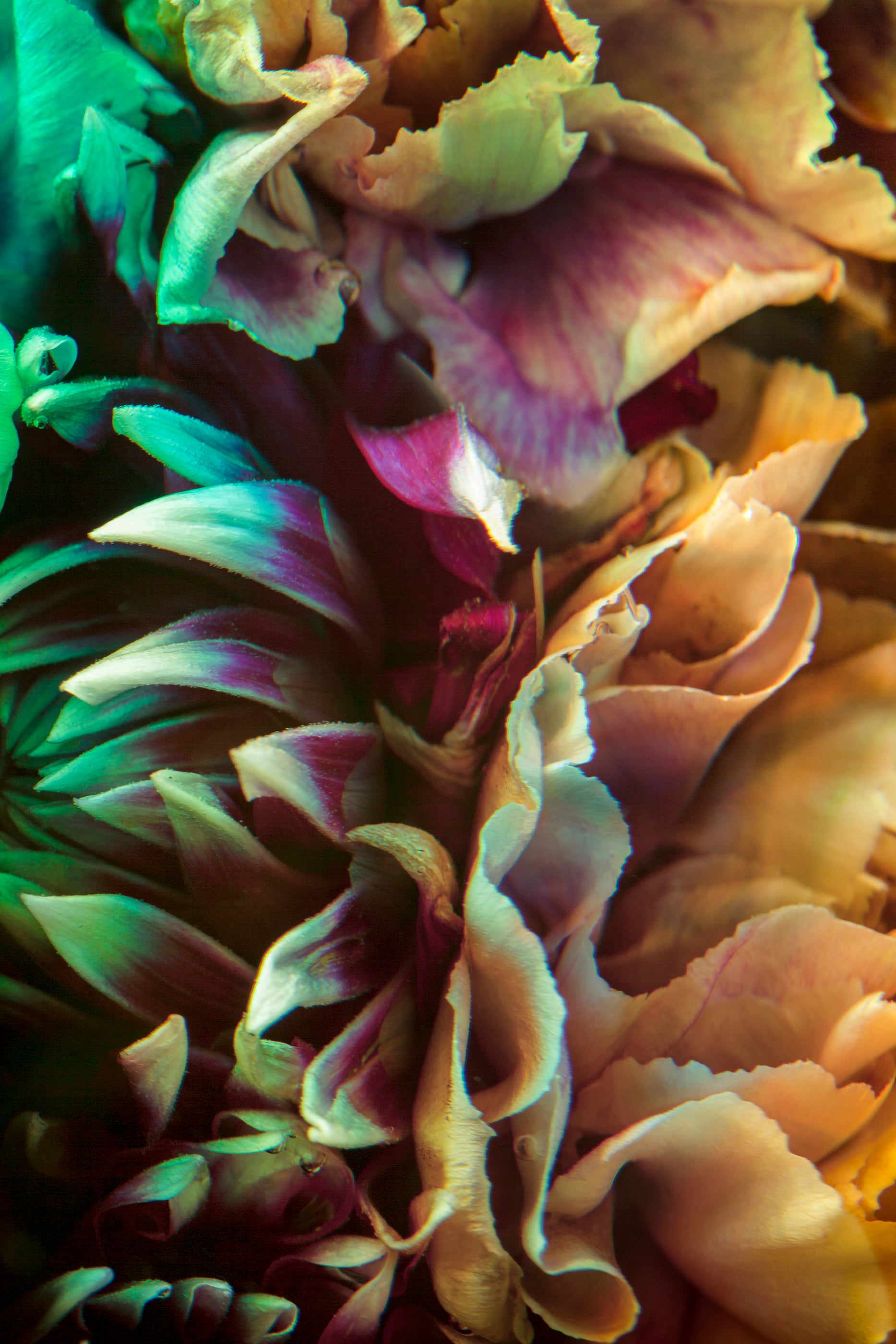 Metamorphosis II: Photography by Javiera Estrada | FASTFRAME Fine Art