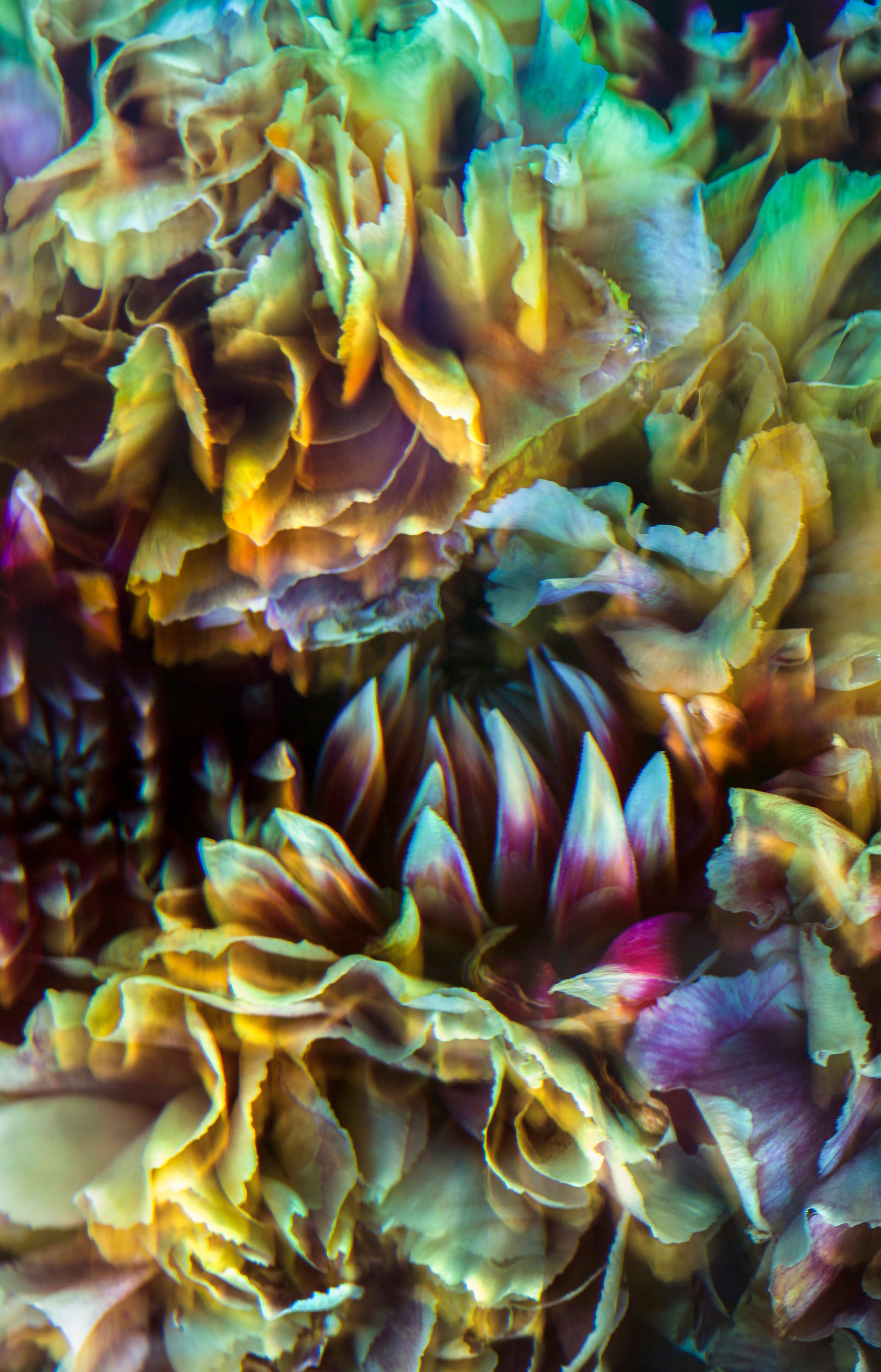 Metamorphosis I: Photography by Javiera Estrada | FASTFRAME Fine Art